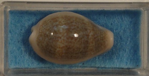 Cypraea Errones Barttetti 22mm Guadalcanal Solomon Islands | eBay