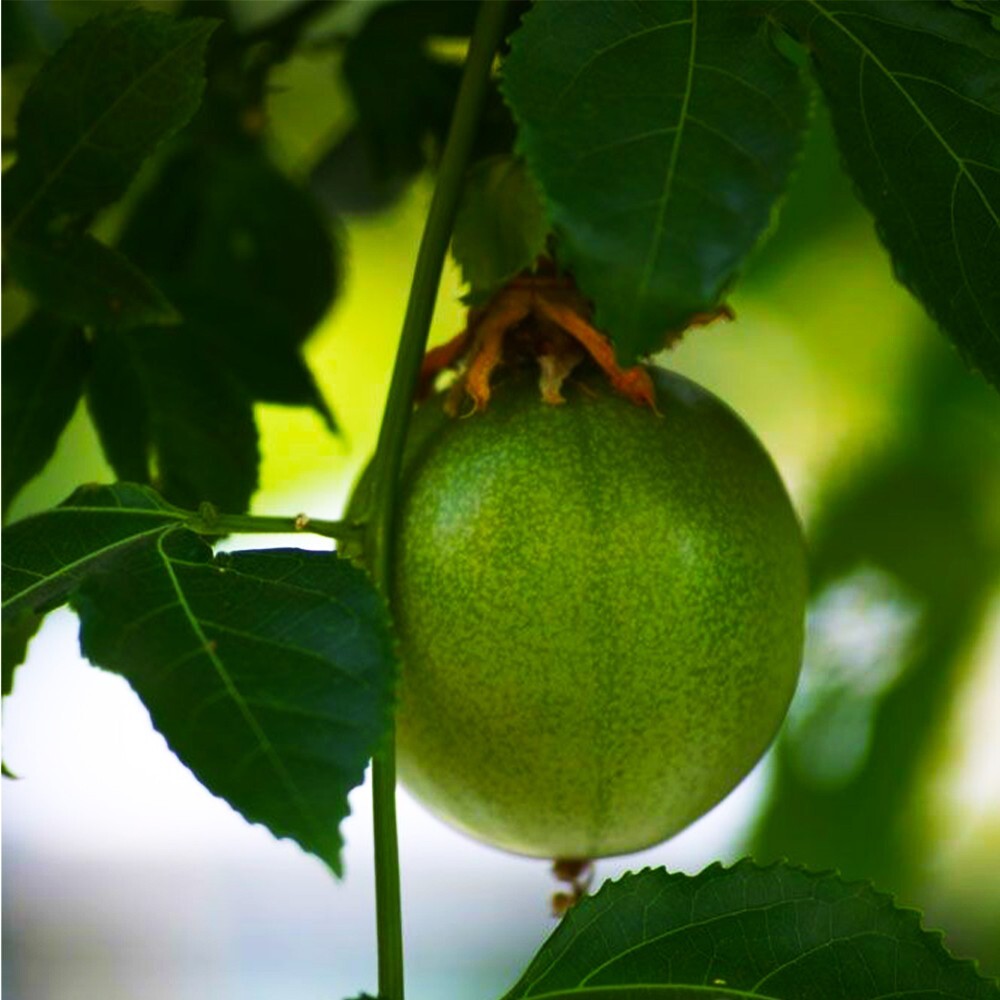 Dried PASSION FRUIT Leaves Powder Passiflora edulis Organic Natural ...