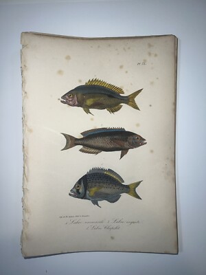 Fish Plate 73 Lacepede 1832 Hand Colored Natural History | eBay
