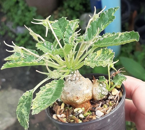 Dorstenia hybrid variegated , Caudex Form , Own roots plant , Grown ...
