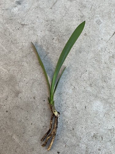 1 Clivia Miniata Bush Lily Bare Root Live Plant Orange Flower Ready To ...