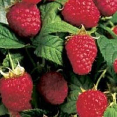 Box Of 3 Meeker Red Raspberry, 1'-2' tall live potted plant . | eBay