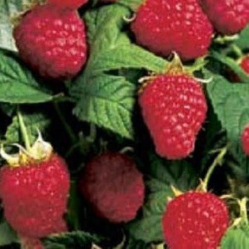 Box Of 3 Meeker Red Raspberry, 1'-2' tall live potted plant . | eBay