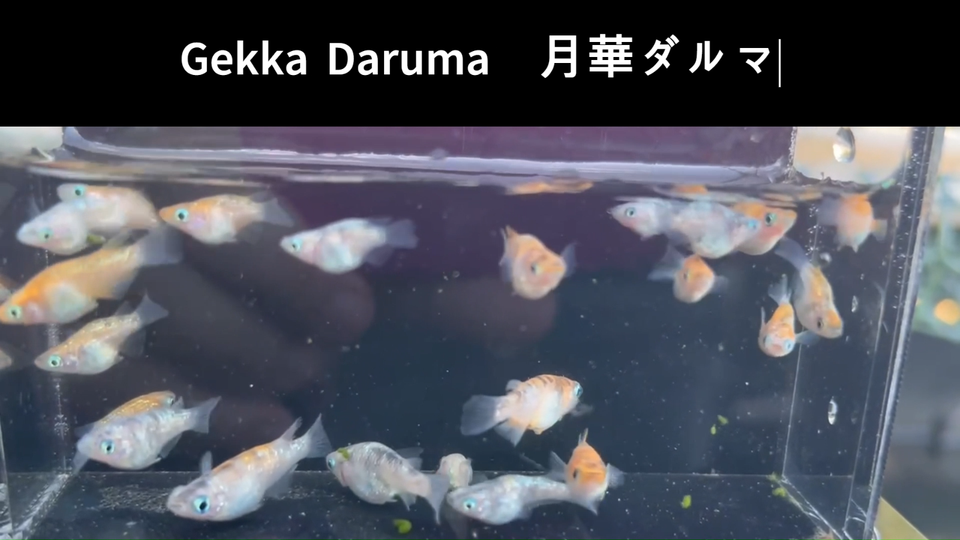 [LIVE FISH] 月華ダルマ Gekka Daruma Medaka Rice Fish 4+1 (DOA) Juvenile US ...