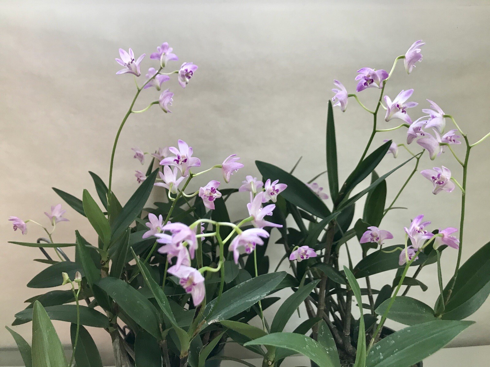 Dendrobium KINGIANUM species FRAGRANT miniature flower orchid. EASY to ...