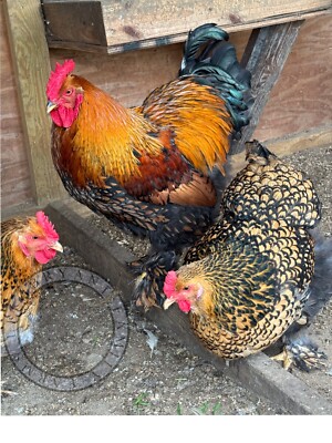 Poultry - Cochin Hatching Eggs