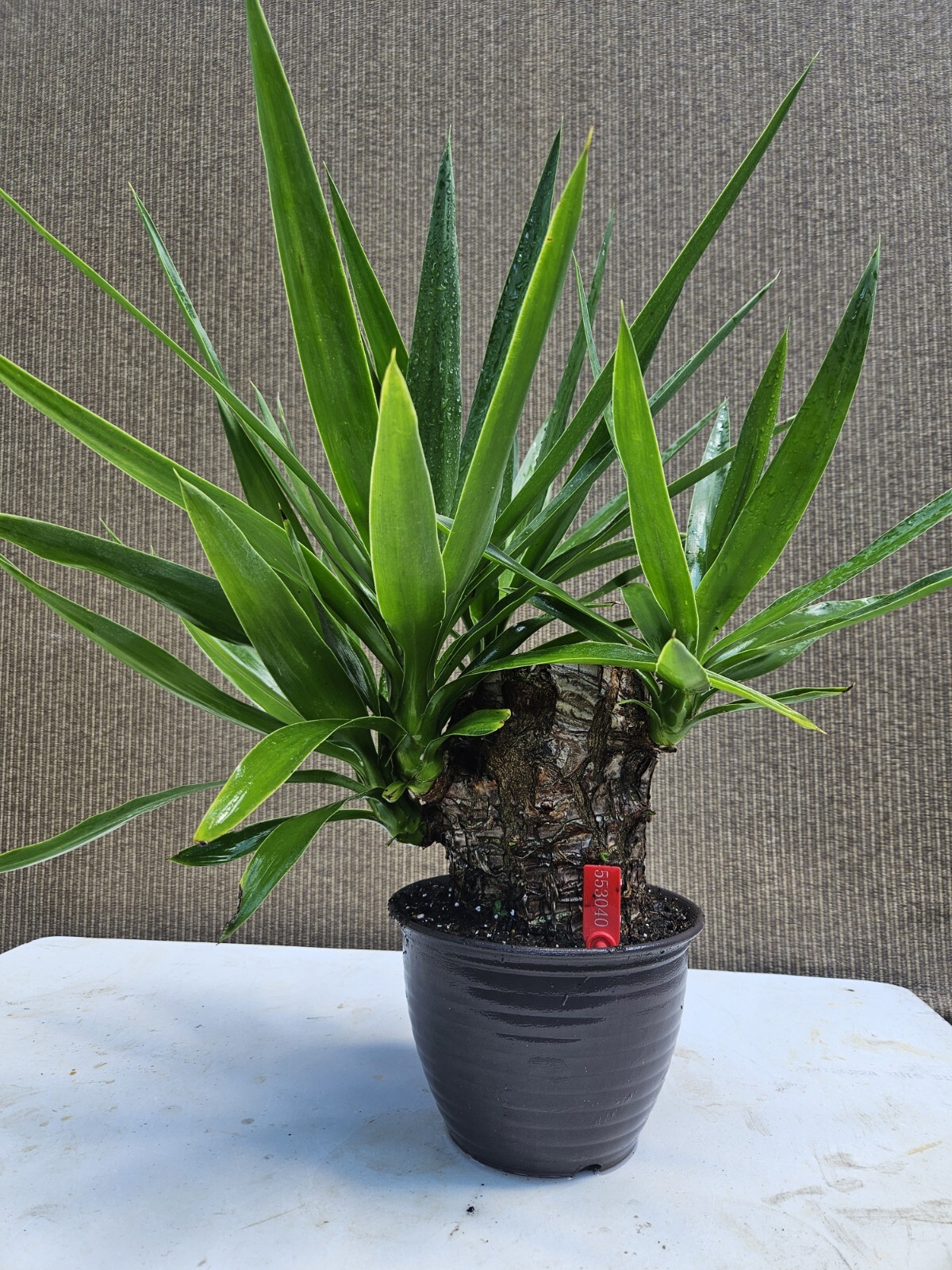 Old Yucca Bonsai Tree,,, SALE | eBay