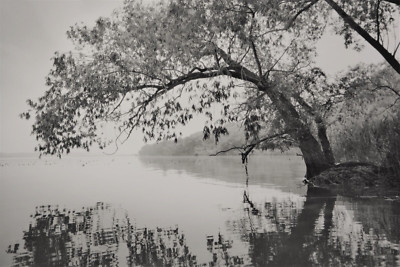 Arched willow over north bay, Roger's Island, Hudson River - Thomas ...