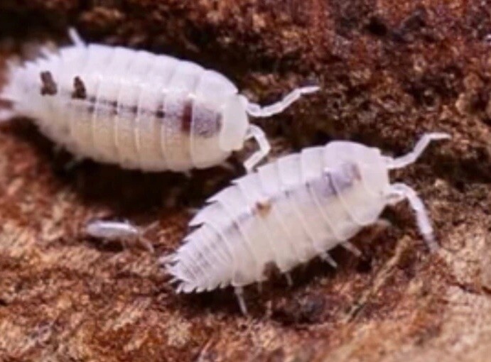 Isopods Dwarf Tropical White Isopods Trichorhina Tomentosa Isopod 10 ...