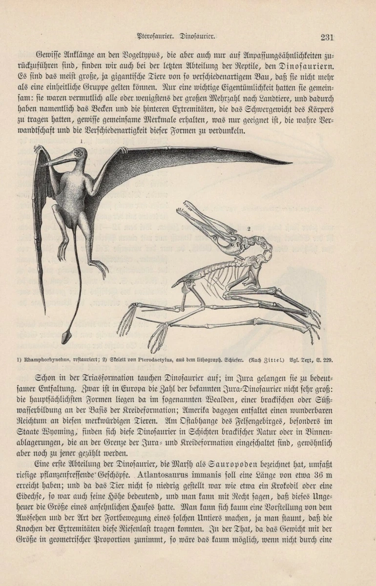 Rhamphorhynchus Skeleton