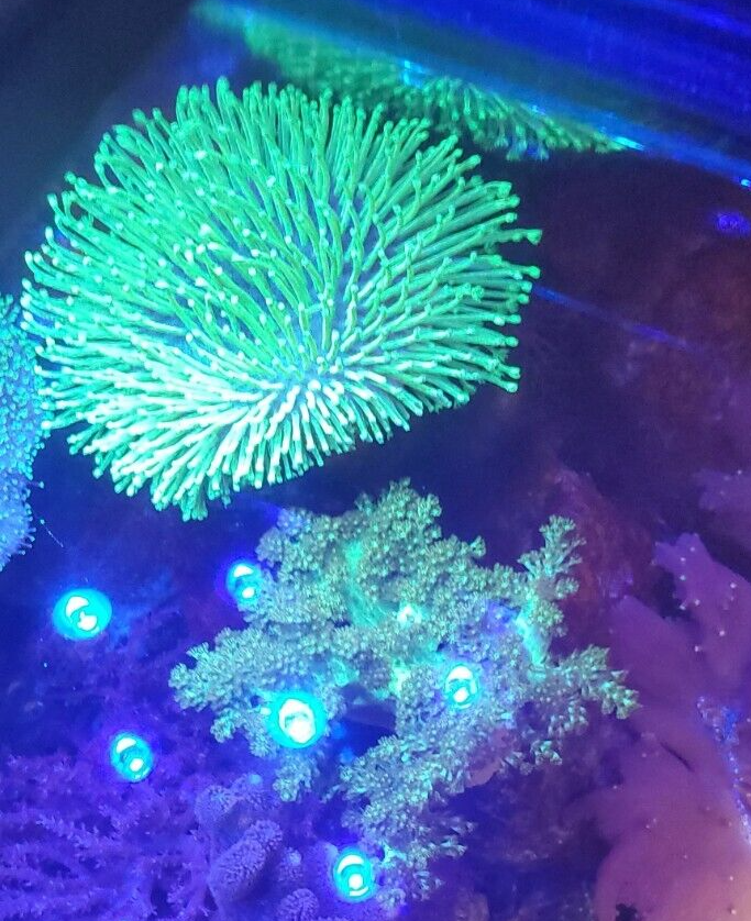 Rare Green Leather Frag Pack, 4 Frags (Reef Salt Water Coral Live ...