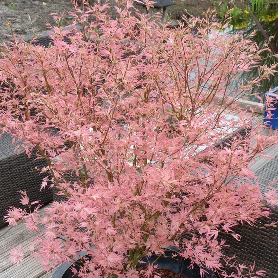 Acer palmatum Taylor - Japanese Maple | Large Outdoor Garden Ready Tree ...