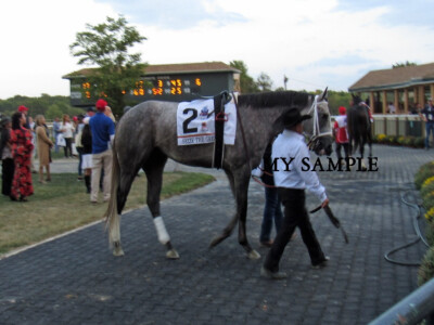 2024 PENNSYLVANIA DERBY SEIZE THE GREY PHILADELPHIA PARK RACE TRACK ...