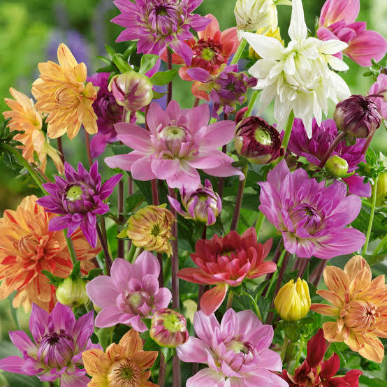 DAHLIA DWARF DOUBLE OPERA MIX 20 seeds Dwarf Compact Double Flowers ...