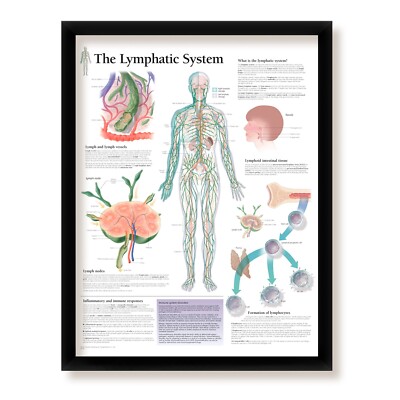 The Lymphatic System Framed Medical Education Poster, 22x28 Wall ...