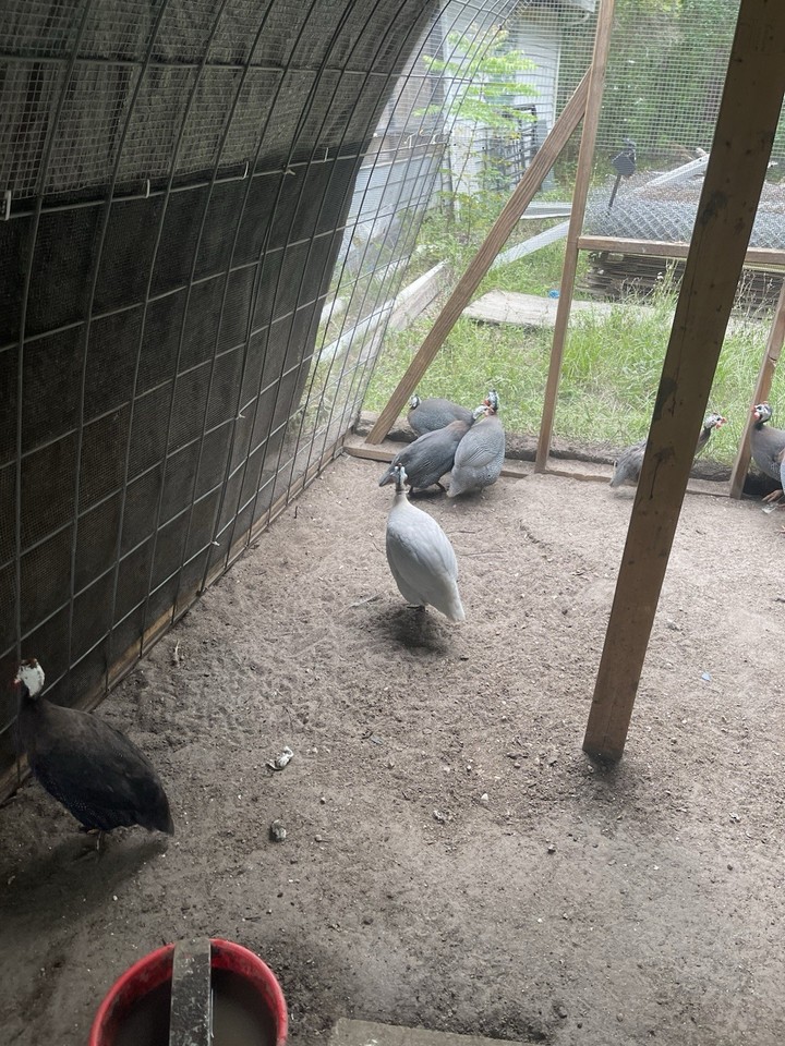 10 ++ Assorted Guinea fowl hatching eggs | eBay