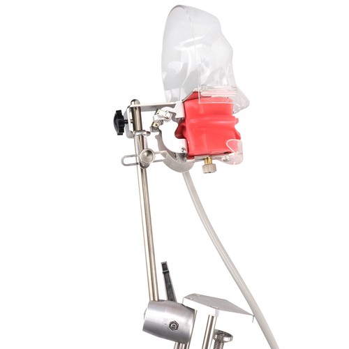 Head Model Dental Simulator Phantom Head Model with Bench Mount for ...