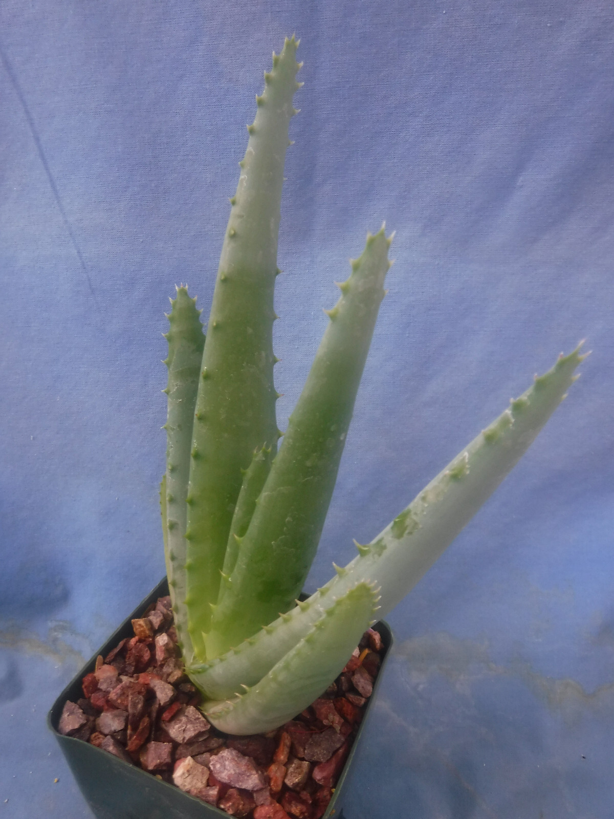 Aloe 'Tangerine' HYBRID arborescens x ferox INTENSE BLOOMS STARTER ...