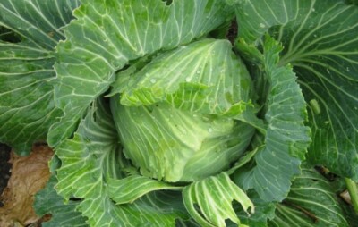 Brunswick Cabbage Seeds, NON-GMO, Drumhead, Sauerkraut, FREE SHIPPING ...