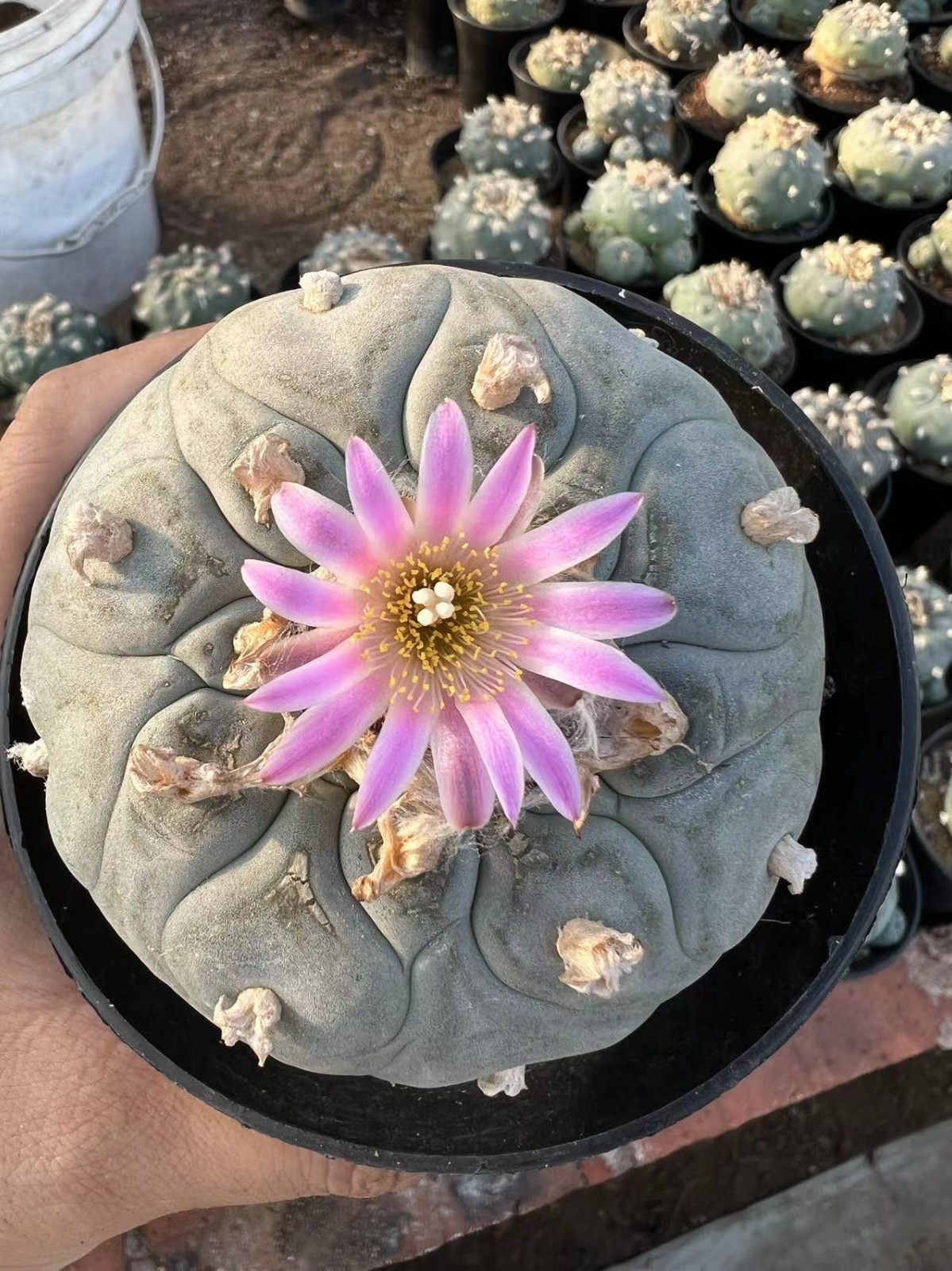 Multi Heads Succulent Plant home Garden beautiful pot 6-11CM Seed ...
