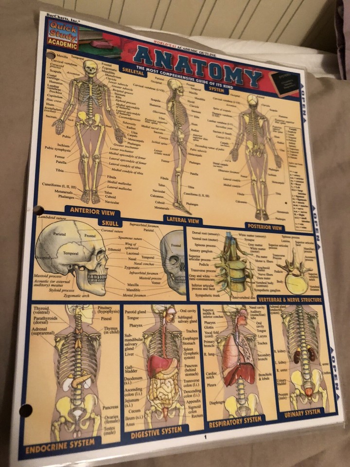 ANATOMY QUICK STUDY Academic Comprehensive Guide Laminated Charts | eBay