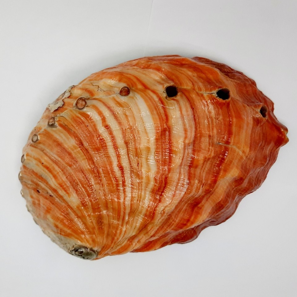 Vintage Red Abalone Shell Large Size 7.5”x 5" Rare Iridescence on Back ...