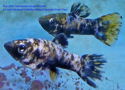 Poecilia Mexicana from La Lluvia MX Melanistic form, Livebearer, Wild ...
