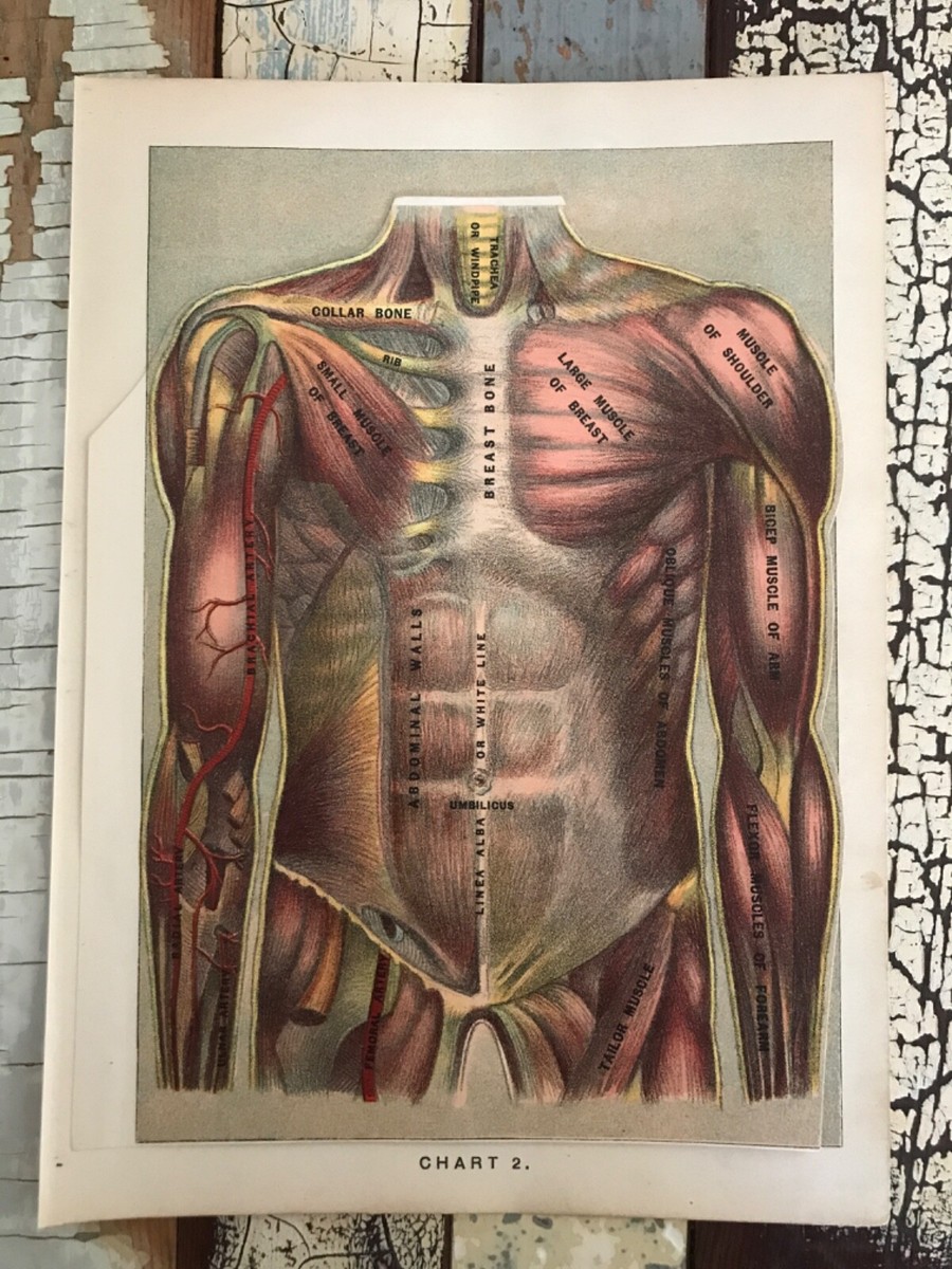 Medical Body Chart
