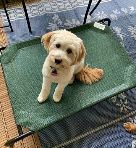 Coolaroo Raised Dog Bed - Small, Green for sale online | eBay