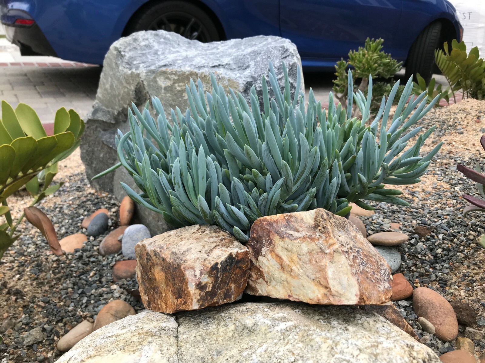 9X Senecio Mandraliscae Blue Chalk Sticks Live Succulent Plant Cuttings ...