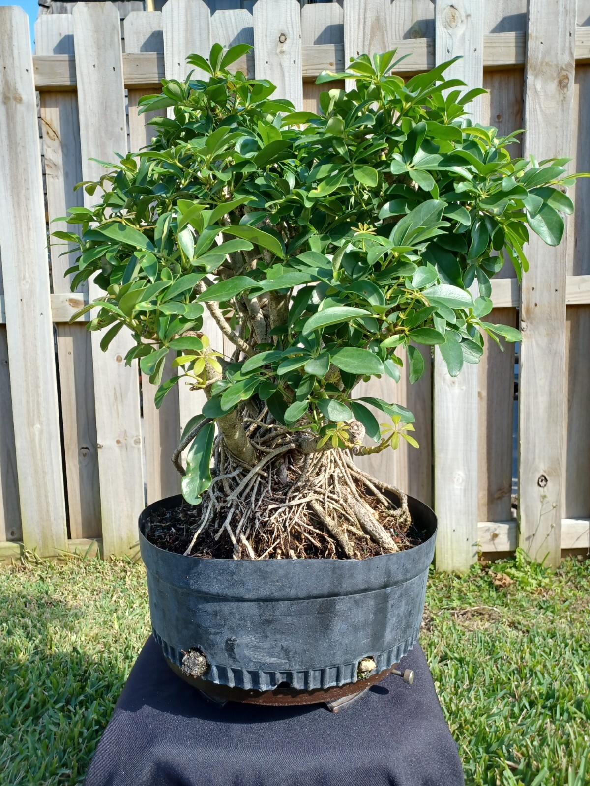 Schefflera Arboricola bonsai, Solid exposed roots, and many aerial ...