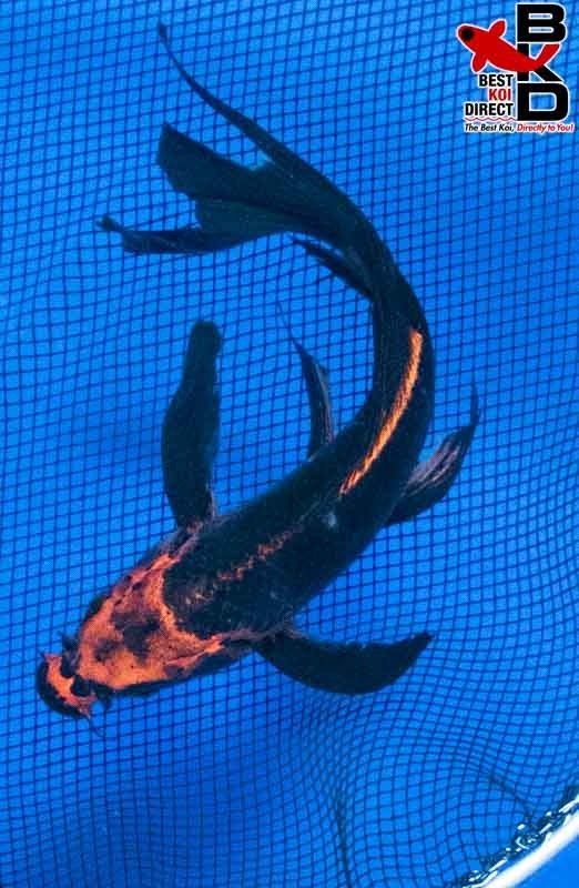 8" BUTTERFLY GOLD CROWN KARASU Live Koi Fish Garden Pond 7/19 | eBay