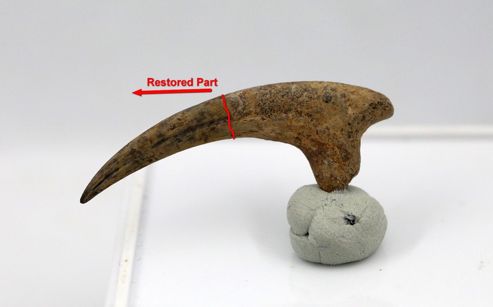 Very rare , Raptor killer sickle foot claw, Acheroraptor? Hell Creek | eBay