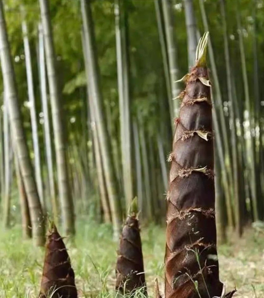 50+Giant Moso Bamboo Seeds Perennial evergreen Grows Edible Bamboo ...