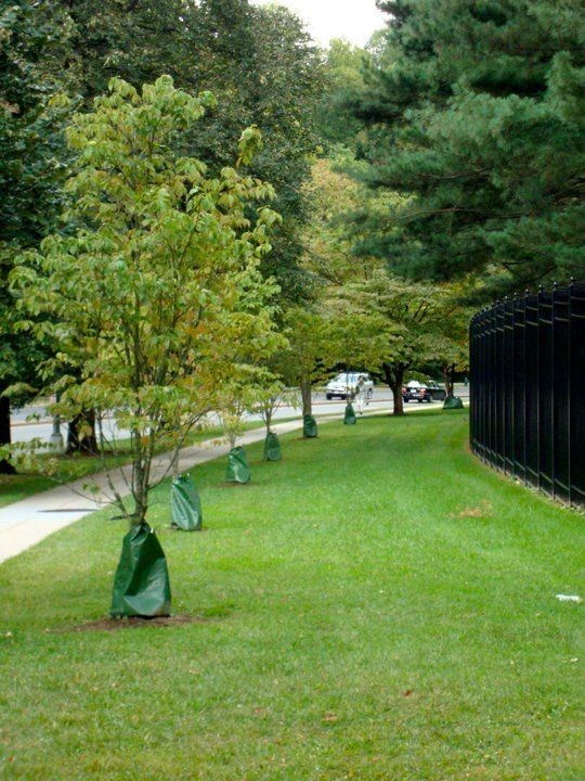 8PK Genuine Treegator 20 Gallon Slow Release Tree Irrigation Watering ...