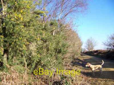 Photo 6x4 Gorse beside the footpath, Ringwood Forest Alderholt The ...