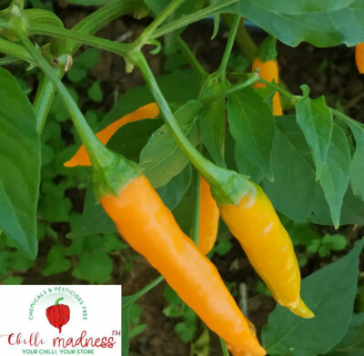 Chilli Yellow Siam Hot Thai Pepper Sustainably Grown in Australia 10 ...