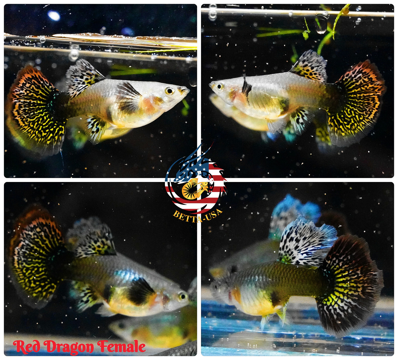 1 TRIO - Live Aquarium Guppy Fish High Quality - Red Dragon Halfmoon ...