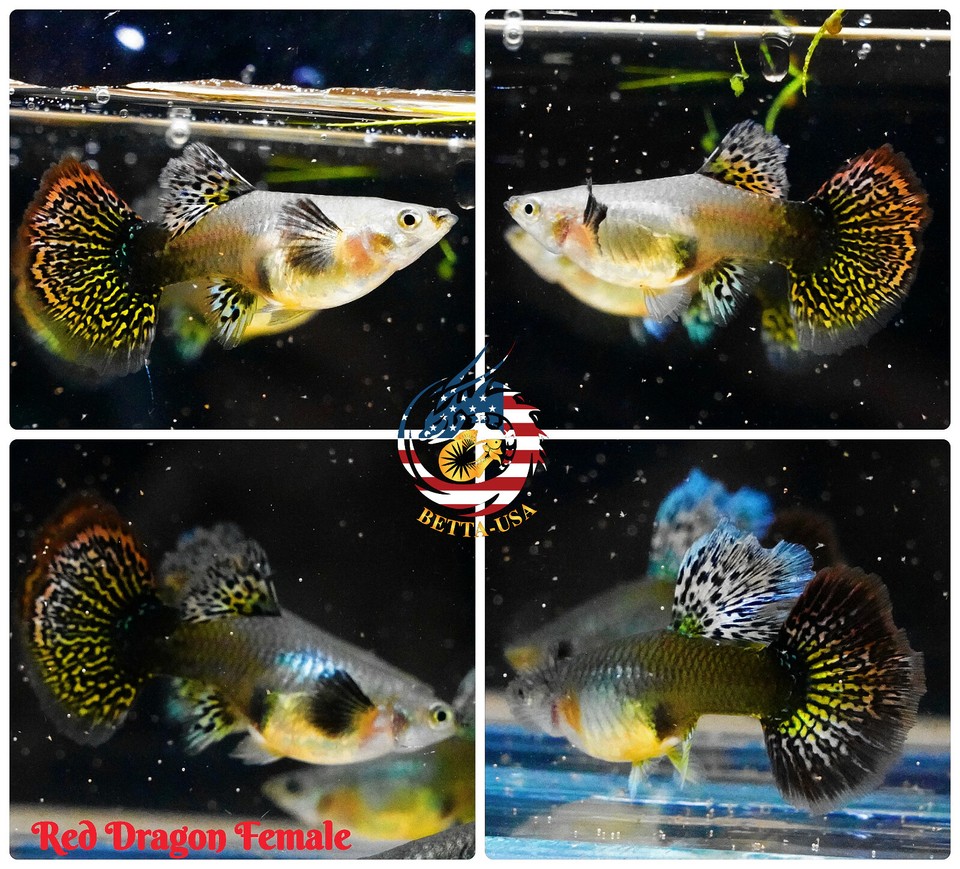 1 TRIO - Live Aquarium Guppy Fish High Quality - Red Dragon Halfmoon ...