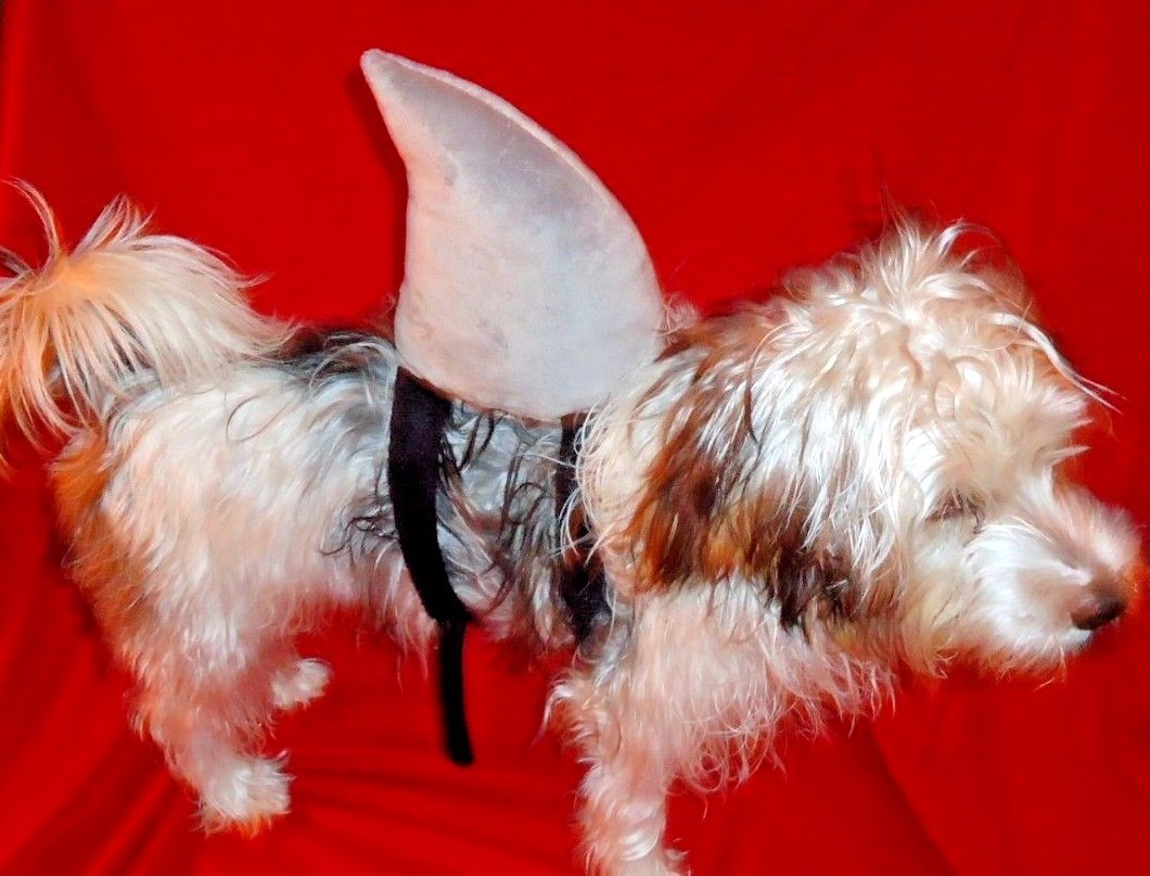 Shark Fin Costume For Dogs