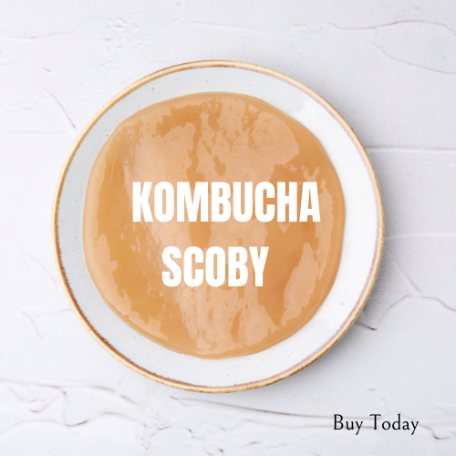 PROBIOTICS SMALL Organic Live Kombucha Scoby Fresh 2" with 1/4 Cup ...