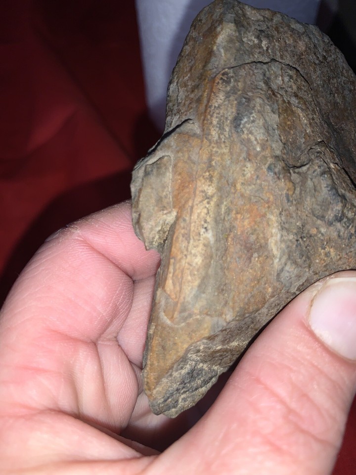 Ancient Native American Fossil Bone Needle And Fish Hook Tool Artifact ...