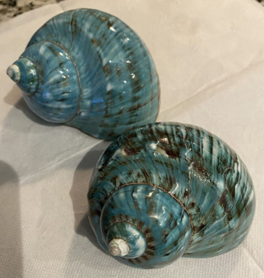 02 Large Natural Conch Seashell Hermit Crab Green Turbo Rare Real Crabs ...