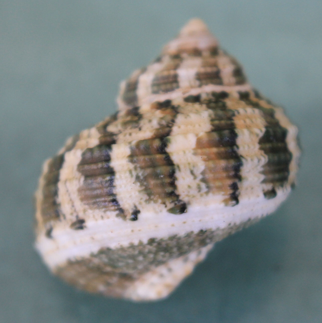 turbo bruneus super pattern 31mm super caught in 100 meters deepPS Sept ...