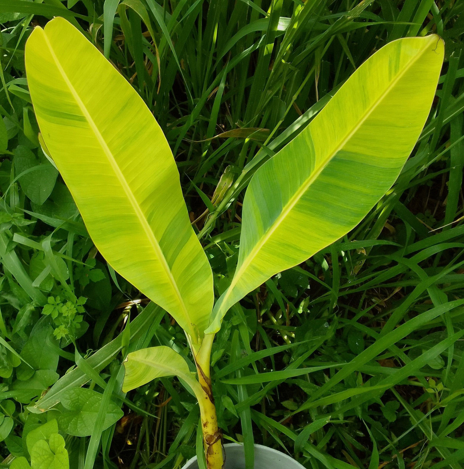 Yellow Variegated Musa Acuminata 'Golden Tiger' Banana Seeds - Pack of ...