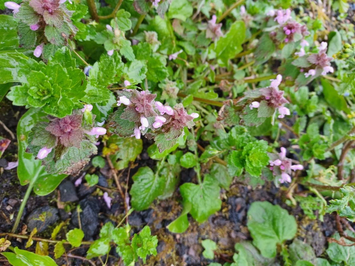 Lamium Purple Dragon