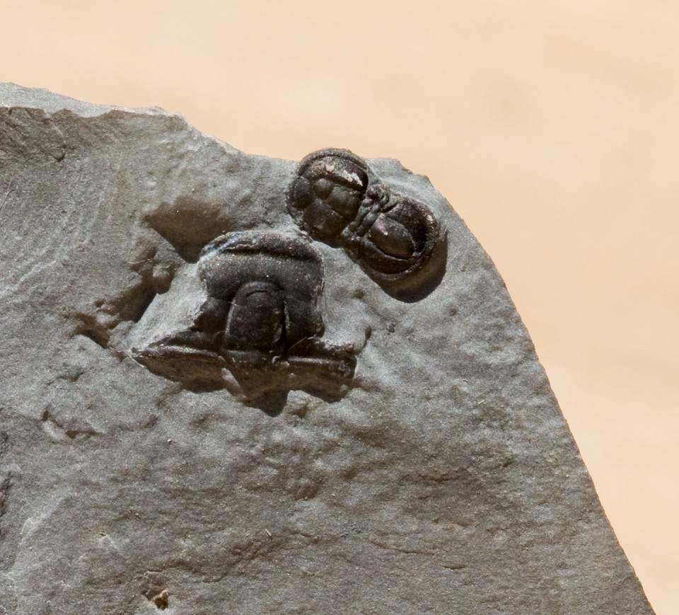 Air abrasion Peronopsis interstricta Wheeler Shale Trilobite Fossil ...