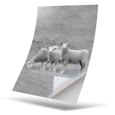 1 x Vinyl Sticker A4 - BW - Sheep Herd Farm Farmer Animal #42285 | eBay