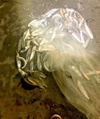 5/6/7/8/ FT Fishing Cast Net Bait Easy Throw Hand Cast Strong Nylon ...