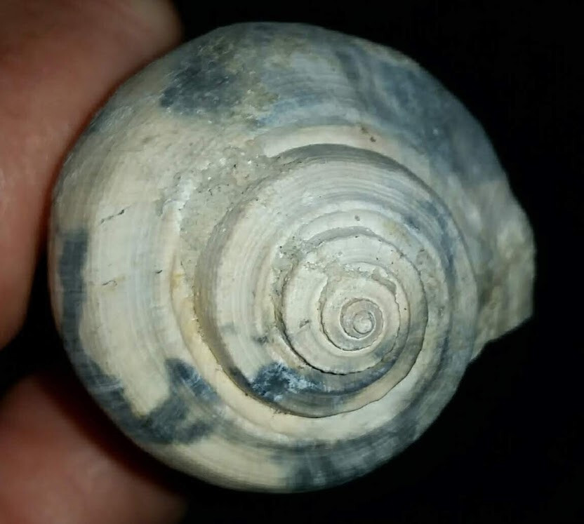 Whelk Fossil / Fossilized sea shells gastropod collectors collections ...